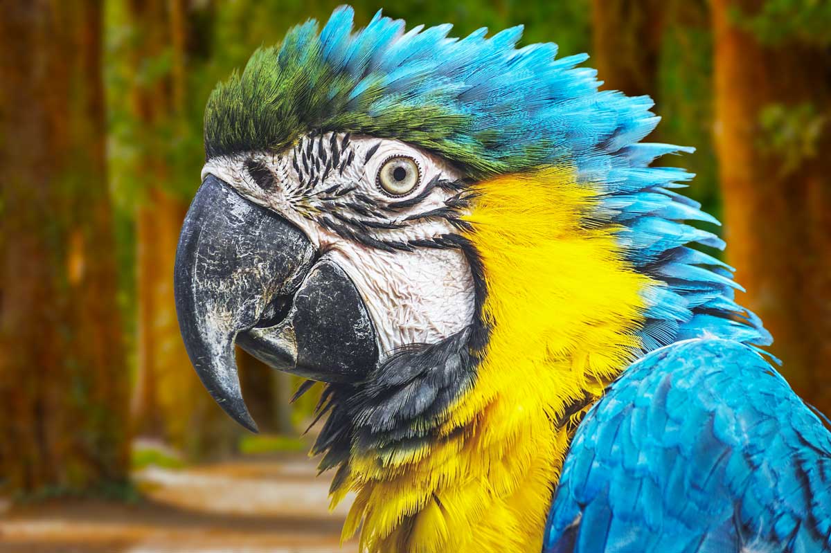 The Ultimate Guide To Layer Mask In Photoshop TrickyPhotoshop